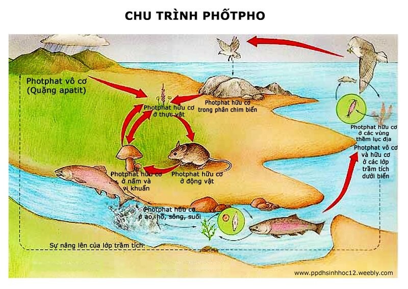 Photpho là gì? Phân loại, Tính chất & Vai trò trong đời sống