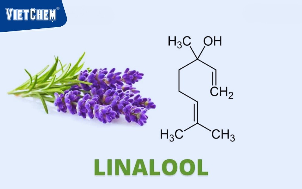 Linalool là gì? Tìm hiểu về đặc tính, ứng dụng và các tác động sinh học